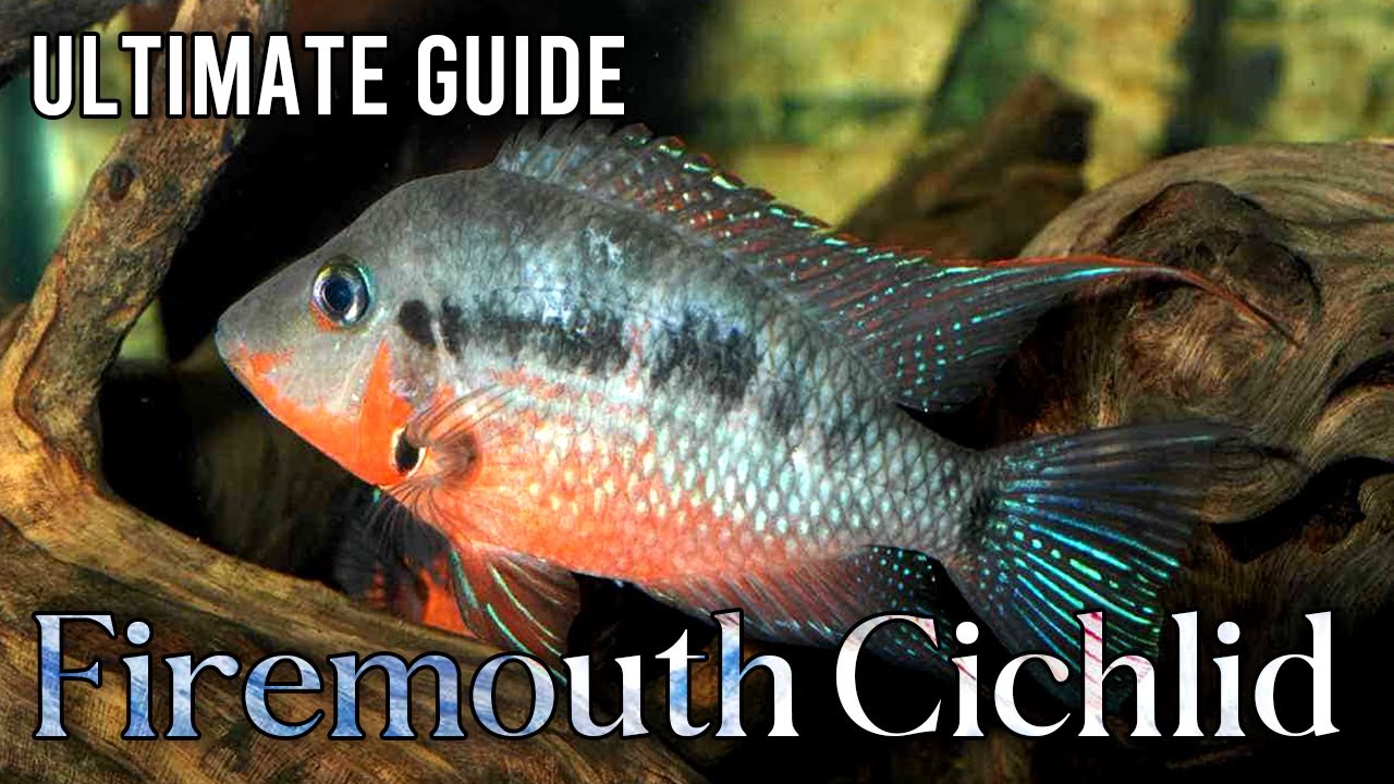 Firemouth Cichlid: The Fiery Jewel of Central American Aquariums - YouTube