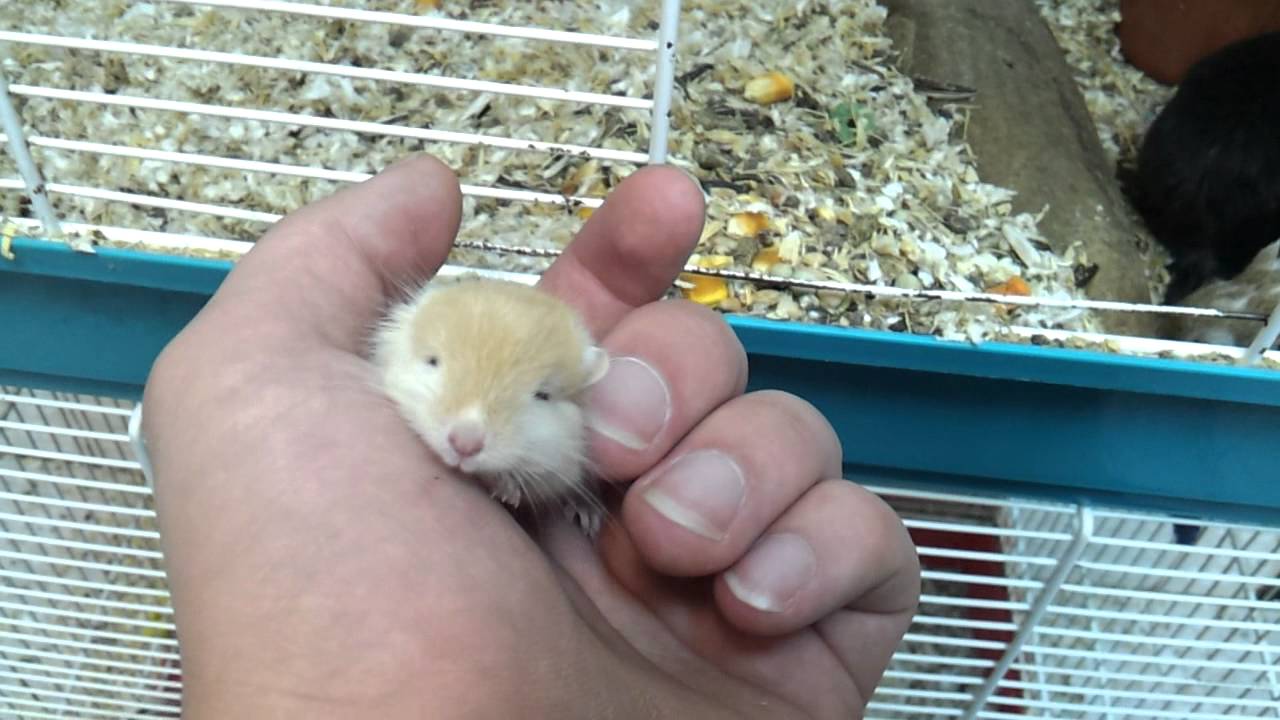 Jerbo bebe cariñoso - YouTube