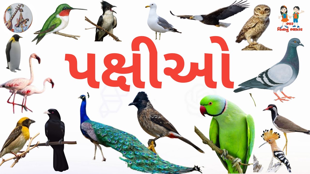 Birds Name And Sound | Birds | પક્ષીઓ | પક્ષીઓના નામ અને અવાજ | Birds ...