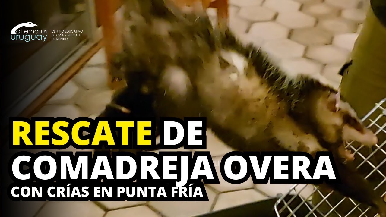 Rescate de Comadreja overa con crías en Punta Fría | Didelphis ...