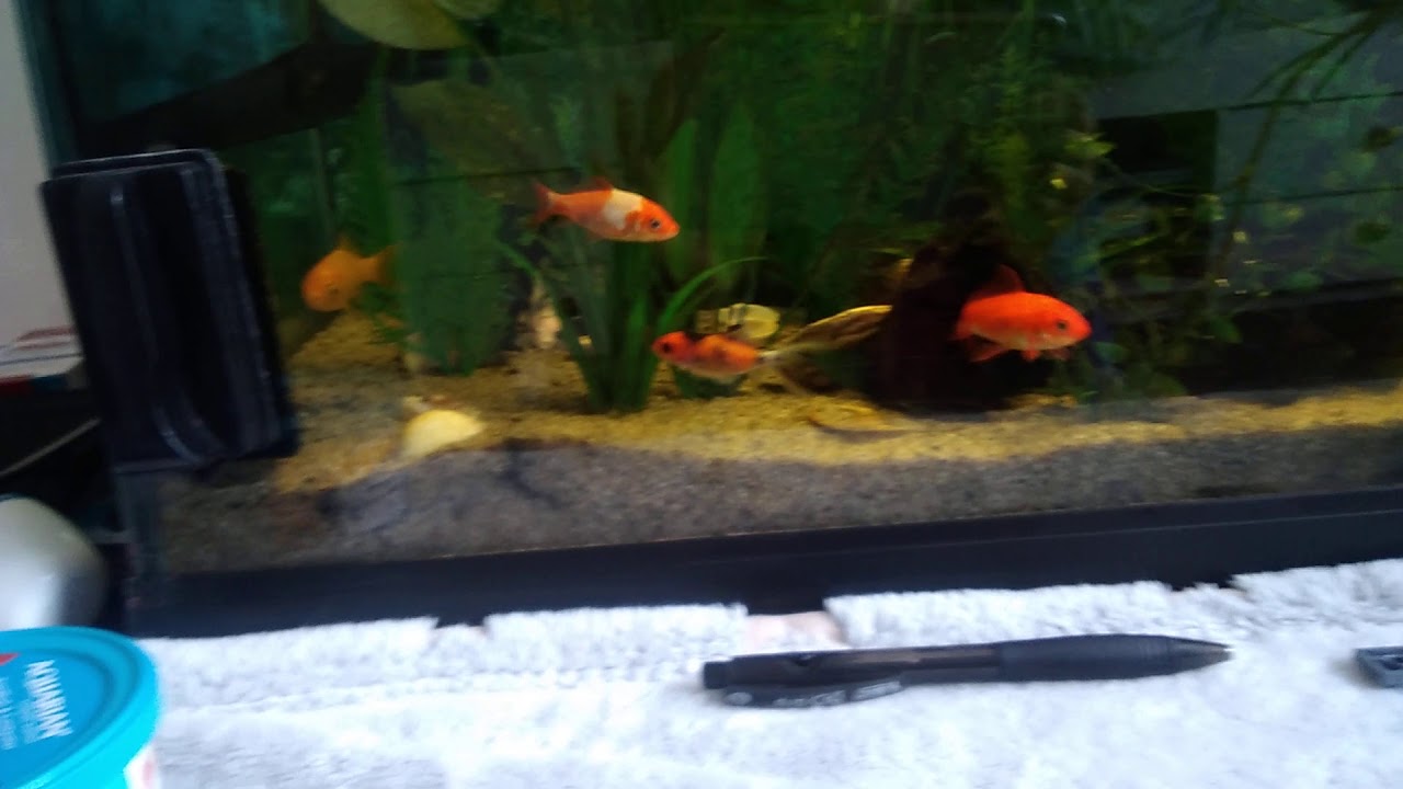 My fish - YouTube