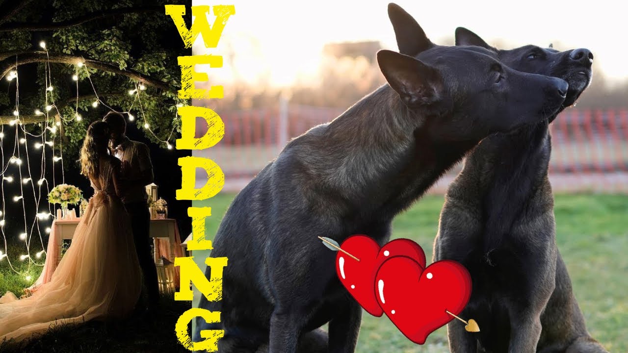 Malinois wedding. The first acquaintance of dogs before mating. Bro ...