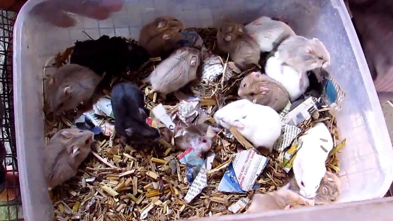 RABBIT, HAMSTER SELLER AT GALIFF STREET PET MARKET KOLKATA INDIA | 2ND ...