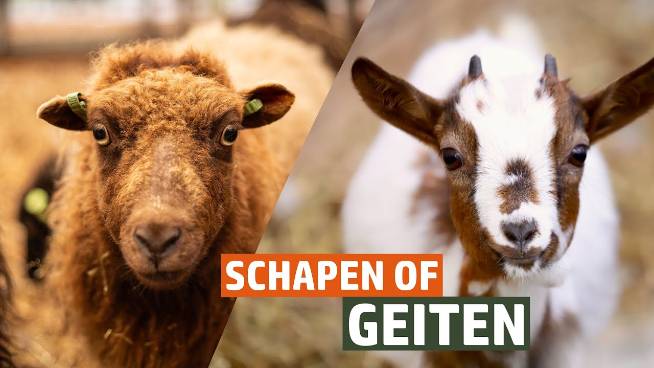Schapen of Geiten houden - Welk dier past het beste bij jouw? - YouTube