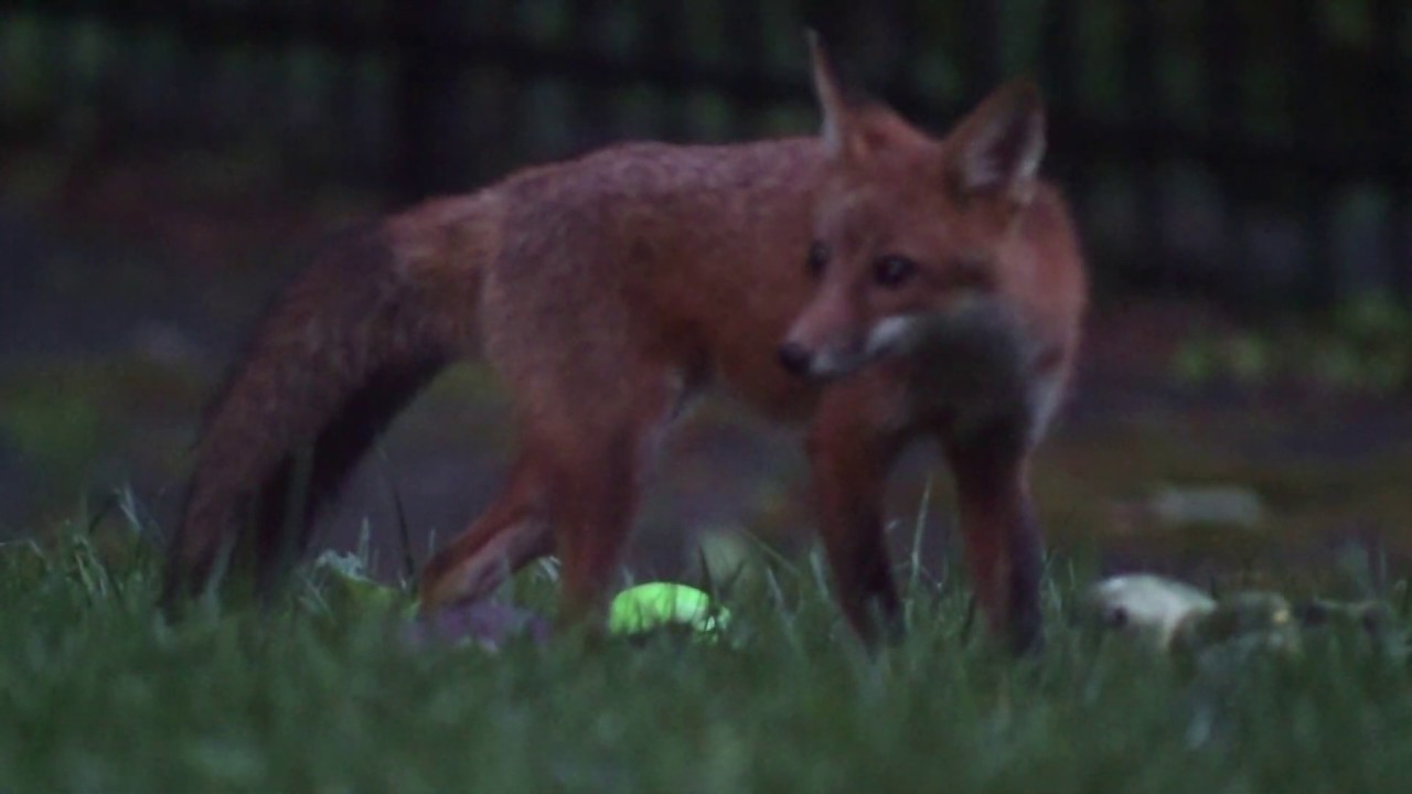 Soft fox 2 - YouTube