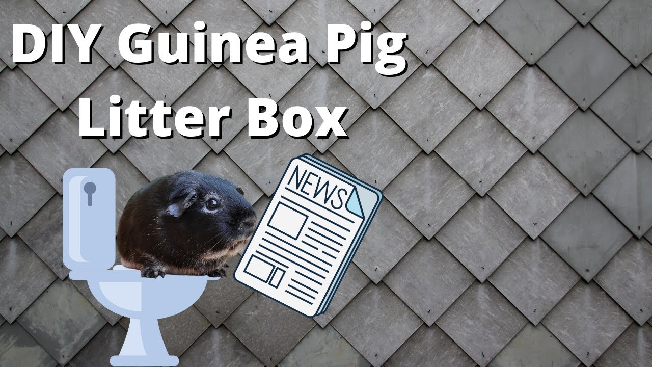 Guinea Pig Litter Box - DIY - YouTube