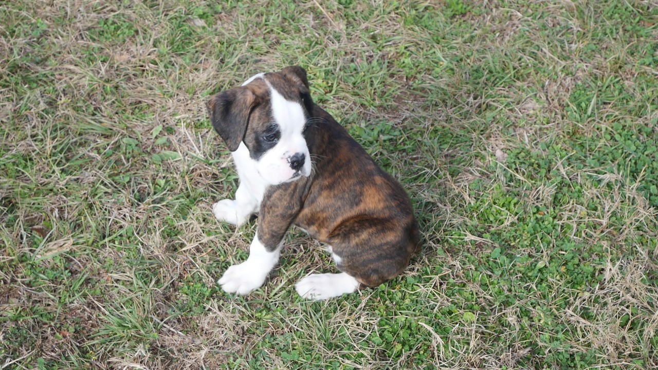 Introducing "Amos" the Boxer - YouTube