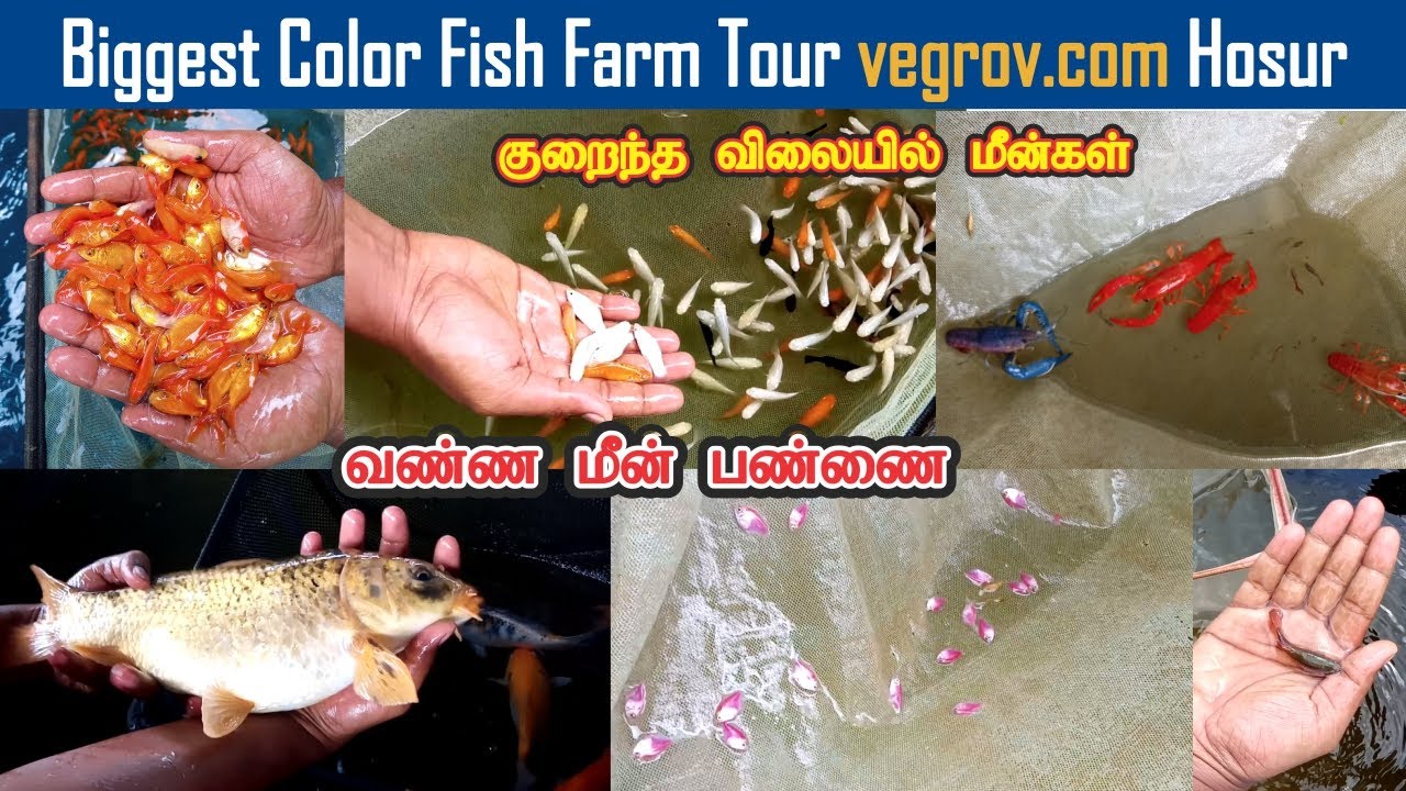 Biggest Color Fish Farm Tour vegrov com Hosur | Dreamer Paul Vlog ...