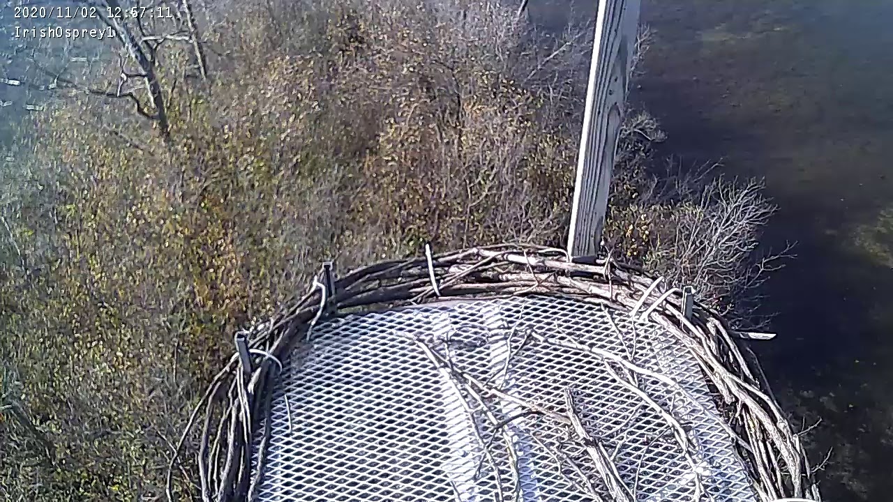 Irish Lake Indiana Osprey Cam Live Stream - YouTube
