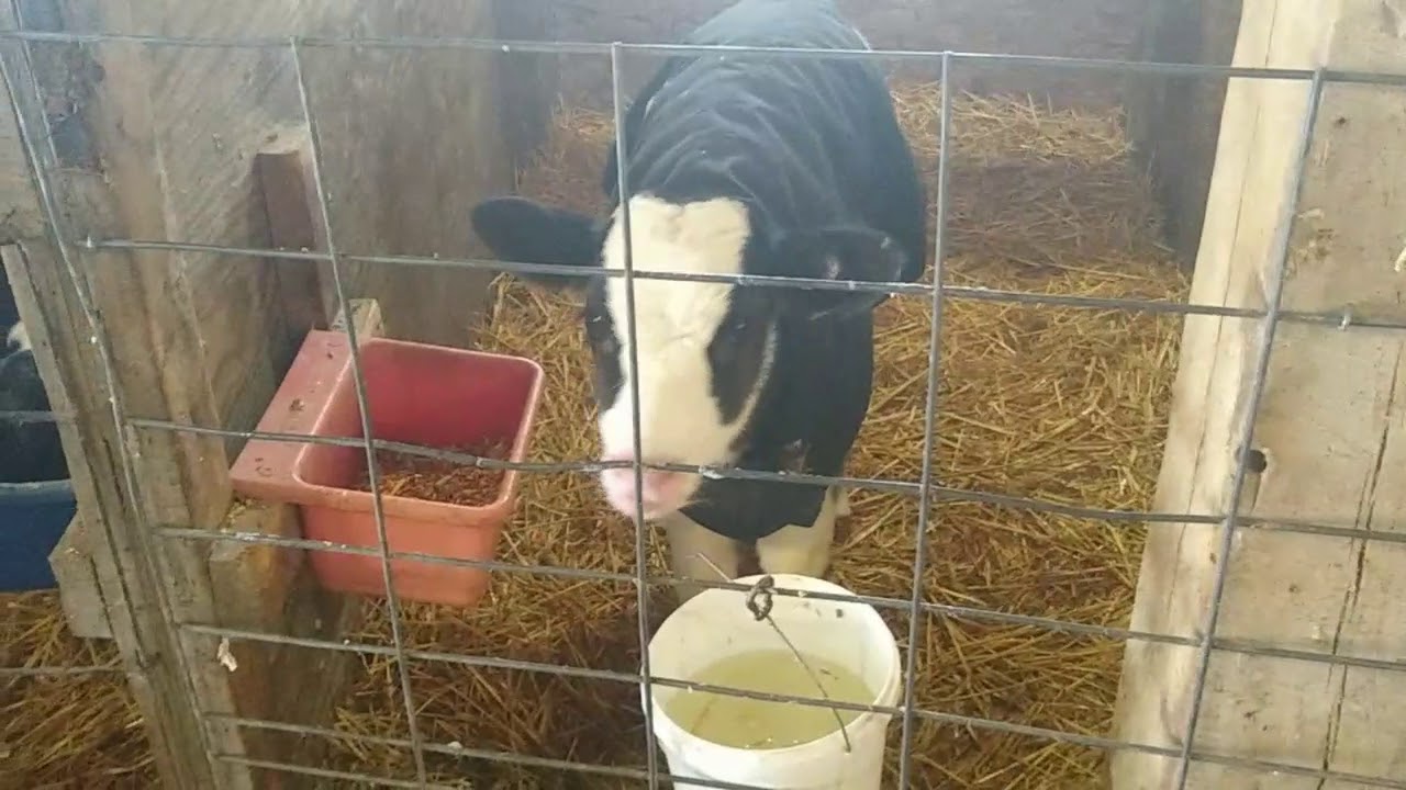 Feeding Bottle Calves! - YouTube