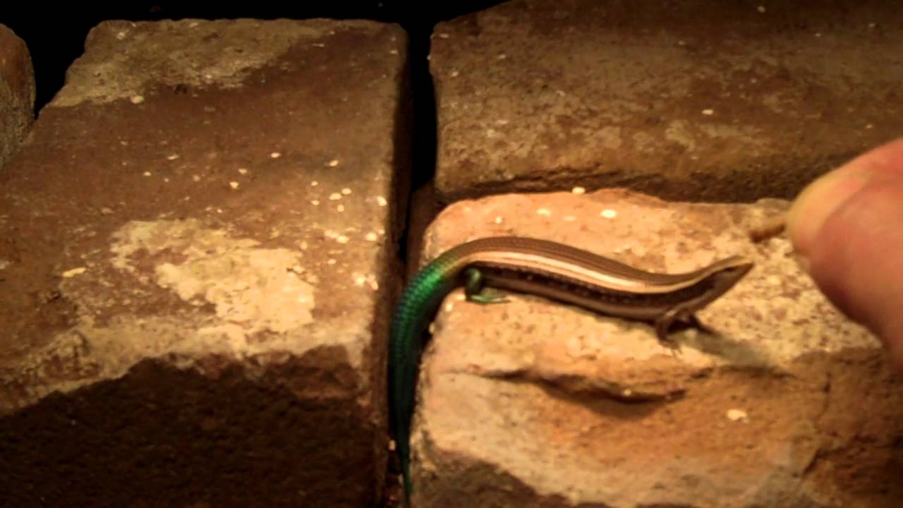 The Gran Canaria Skink. Chalcides sexlineatus - YouTube