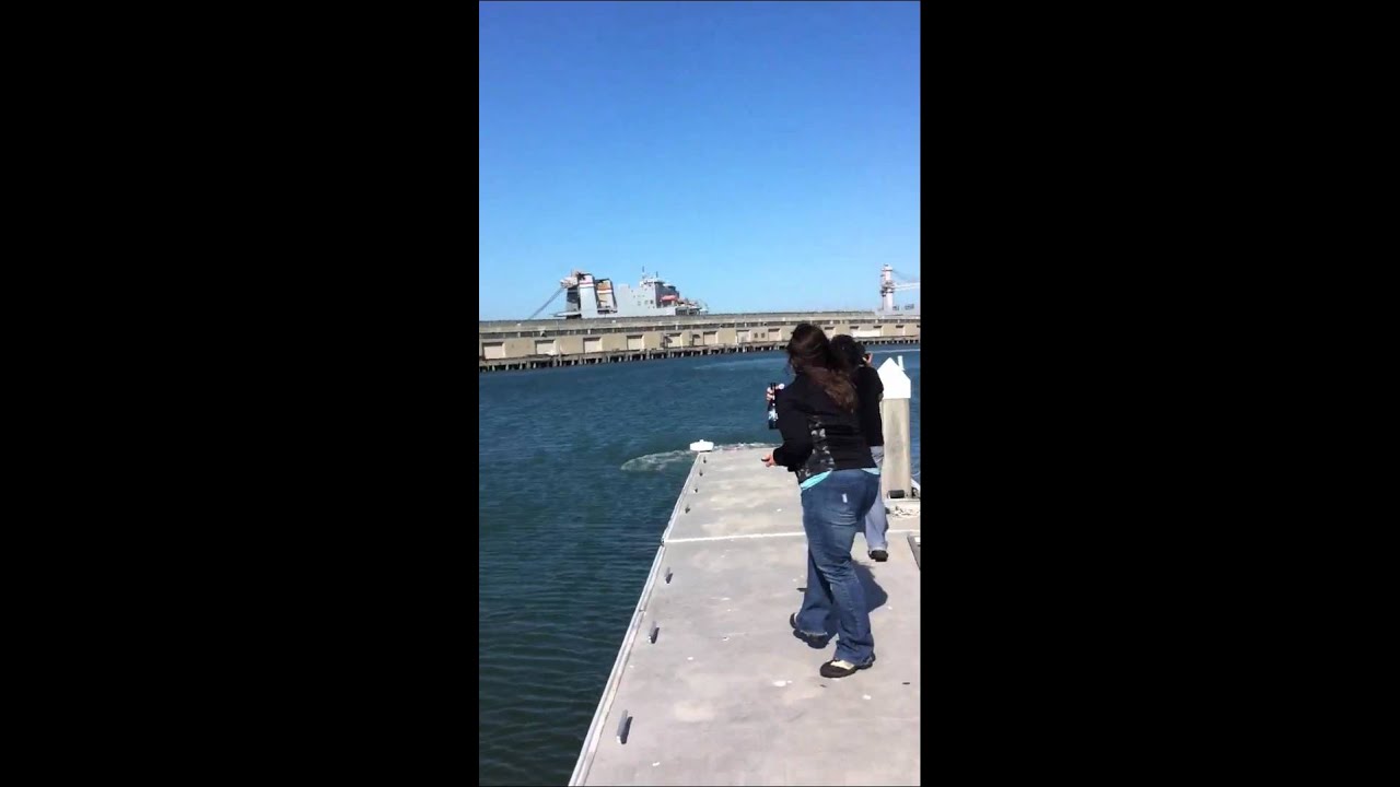 Patrick jumping in the sf bay - YouTube