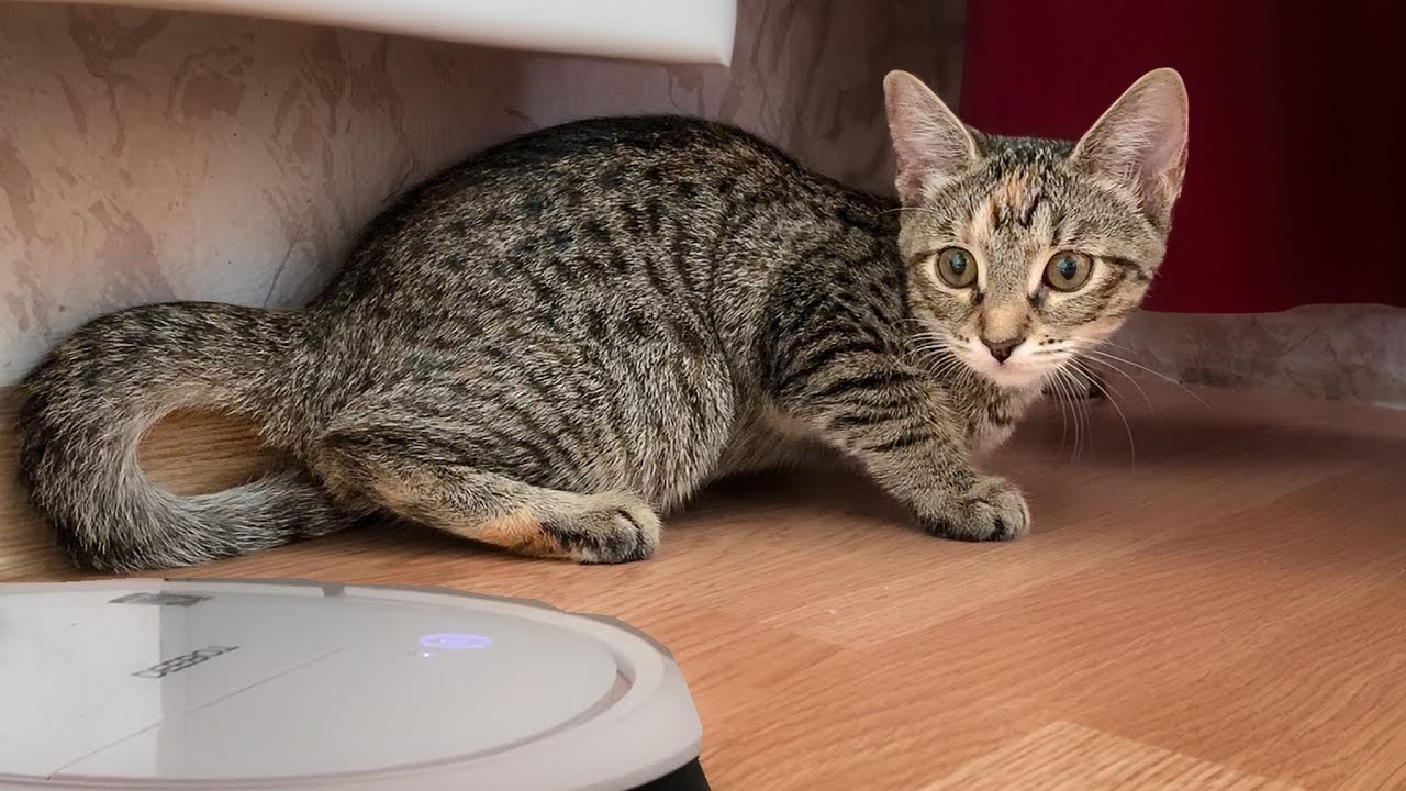 Robot Vacuum Cleaner Attacks Kitten - YouTube