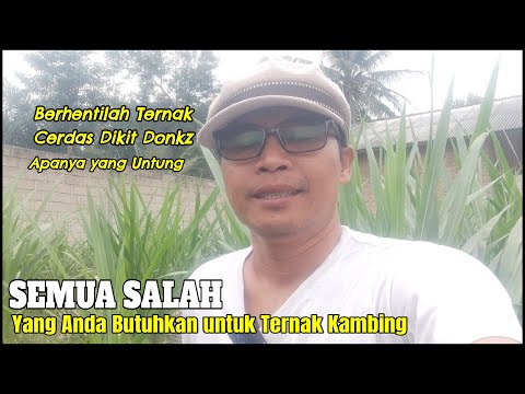 JANGAN TERGIUR.. TERNAK KAMBING BANYAK RUGINYA