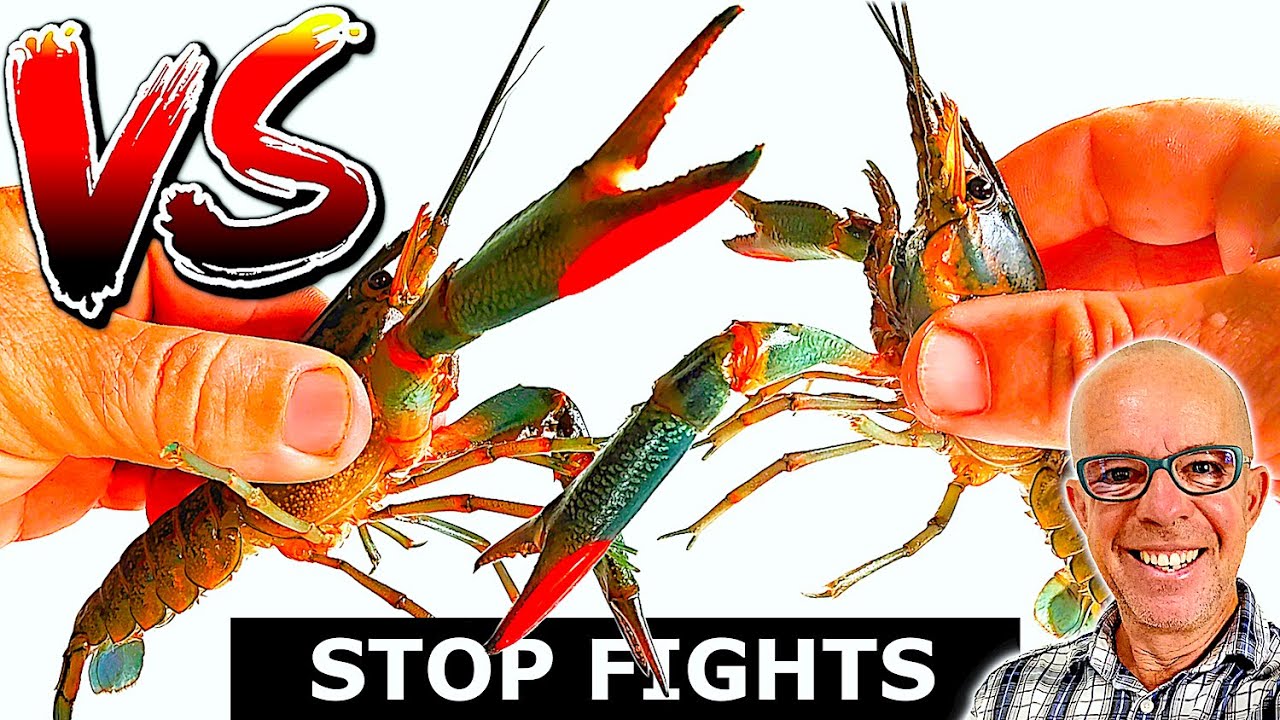 Why Crayfish FIGHT & How to STOP them fighting - YouTube