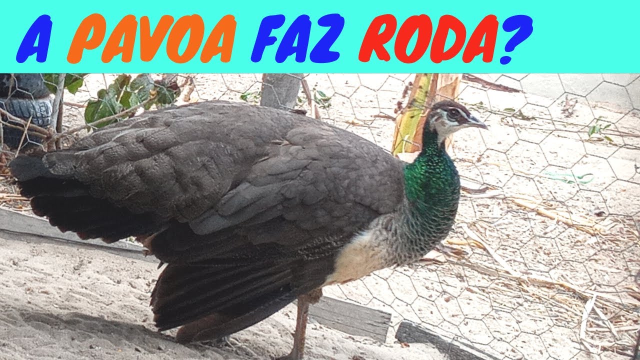 A PAVOA FAZ RODA? Como criar pavões com uma RAÇÃO PARA AVES de ...