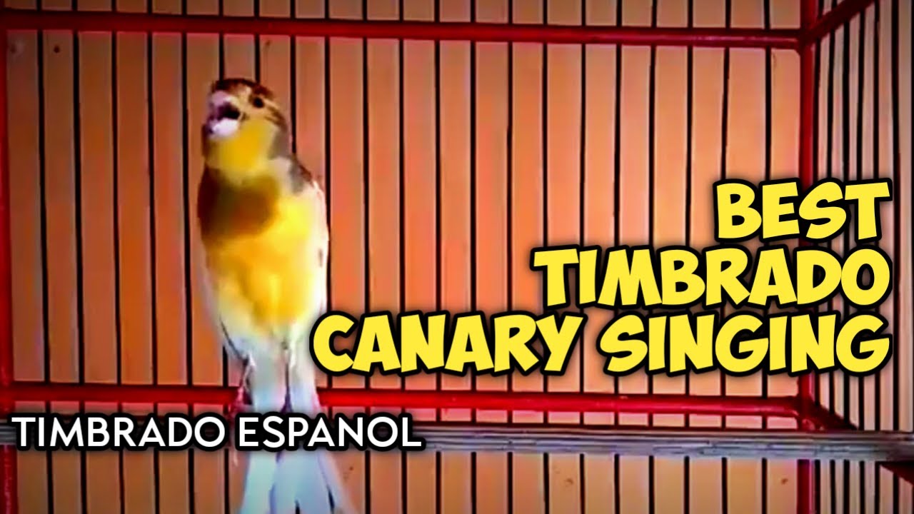 TIMBRADO SPANISH - CANARY SINGING MOST SPECTACULAR VIDEO TRAINING - YouTube