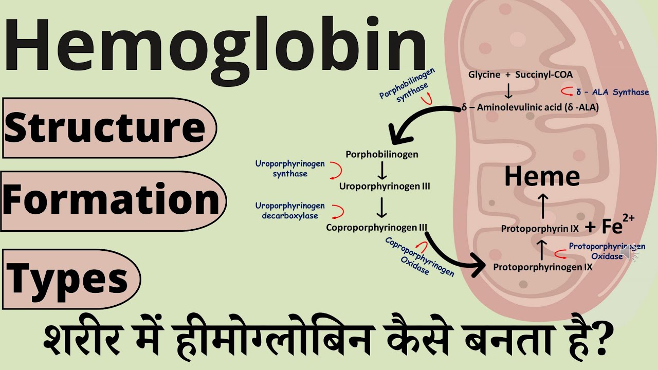 Hemoglobin synthesis (Formation of Hemoglobin), Structure of hemoglobin ...