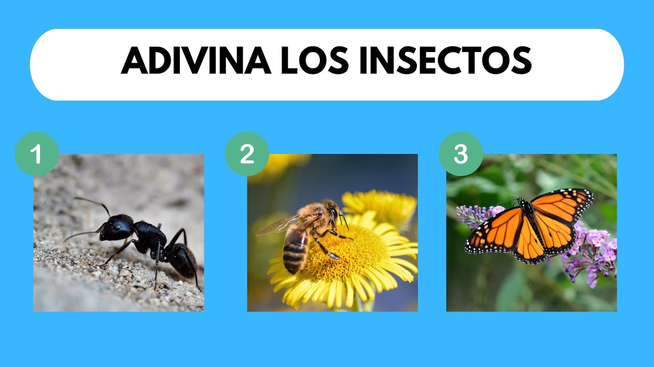 ¡ADIVINA LOS INSECTOS! 🐞🔍 | Juego Divertido | Educación infantil - YouTube