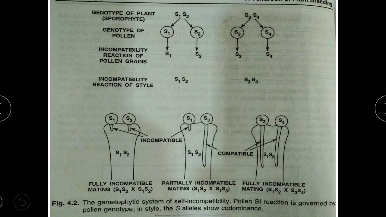 Gemetophtic System of Self-incompatibility - YouTube