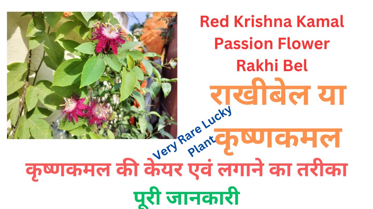 Red Krishna Kamal OR Rakhi Bel | Passion Flower || Care of Krishna ...