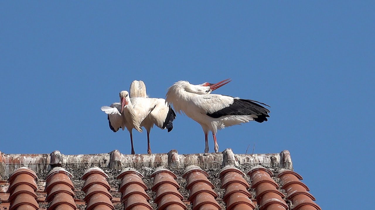 Bird watching,Spain,Extremadura,Part 5,Vegas Altas - YouTube