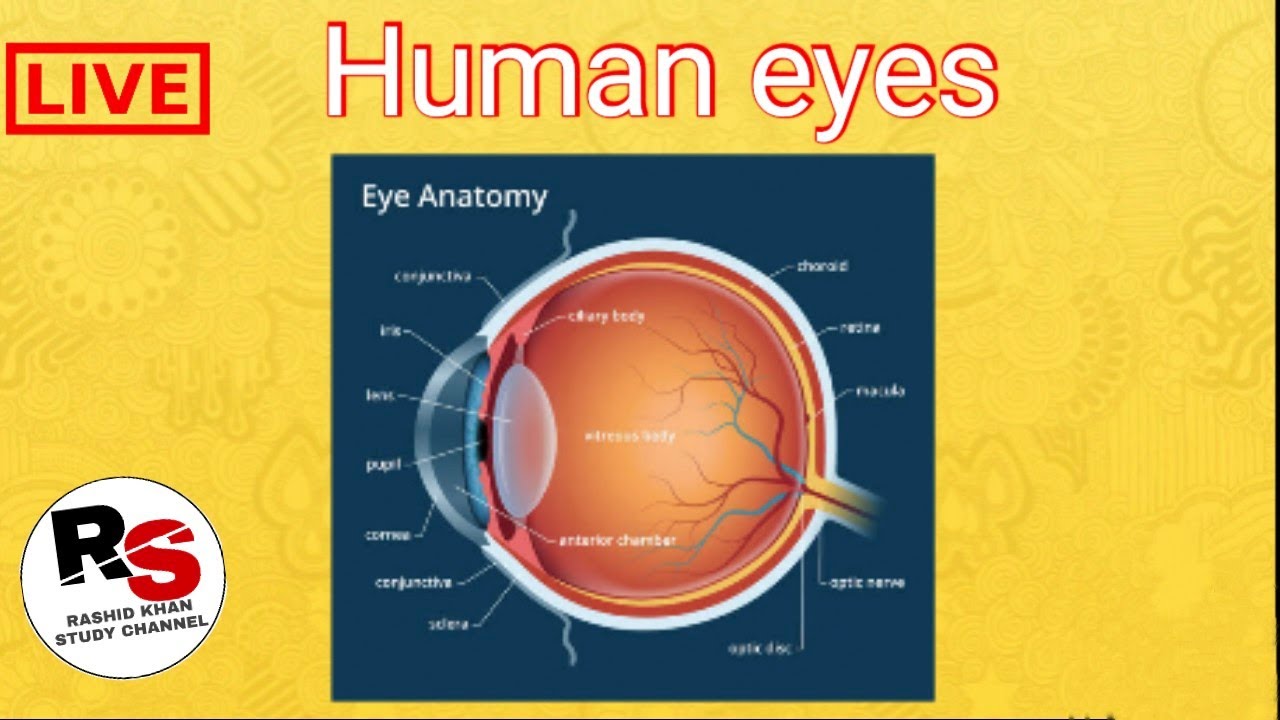 HUMAN EYE|WORKING OF HUMAN EYE|HUMAN EYE STRUCTURE|HUMAN EYE FUNCTION ...