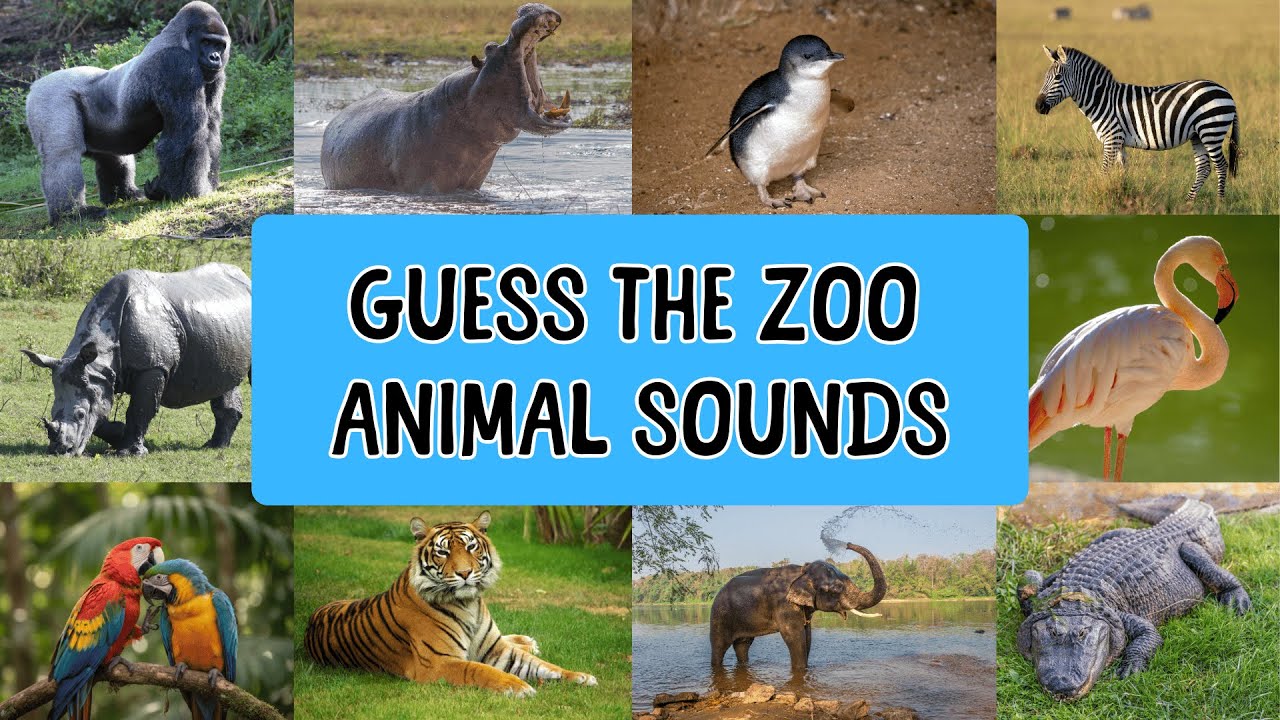 Guess The Zoo Animal By Sound 🦁🐘 | Fun Animal Sounds Game for Kids ...