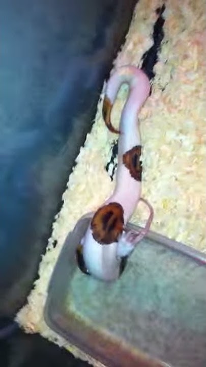 My Male**2012 PIEBALD Python feedin on a Lg frozen/thawed Mouse snakes ...