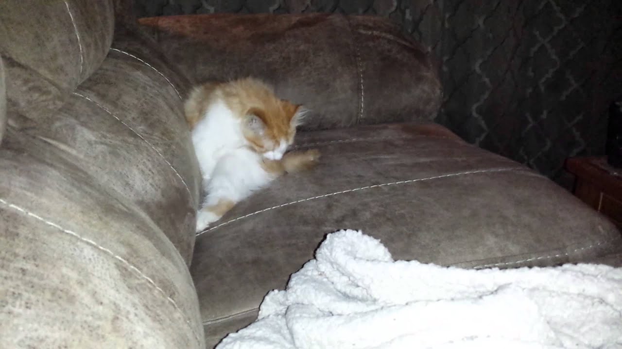 Mr. Stumpy - YouTube