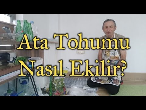 Ata Tohumu Nasıl Ekilir? #atatohumu #tohum  #tarım #fide