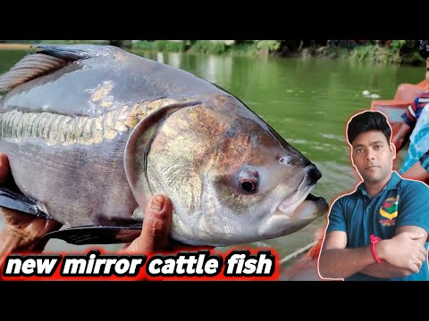 new variety mirror catla fish | how to make high breed fish | katli machli ke bare mein jankari