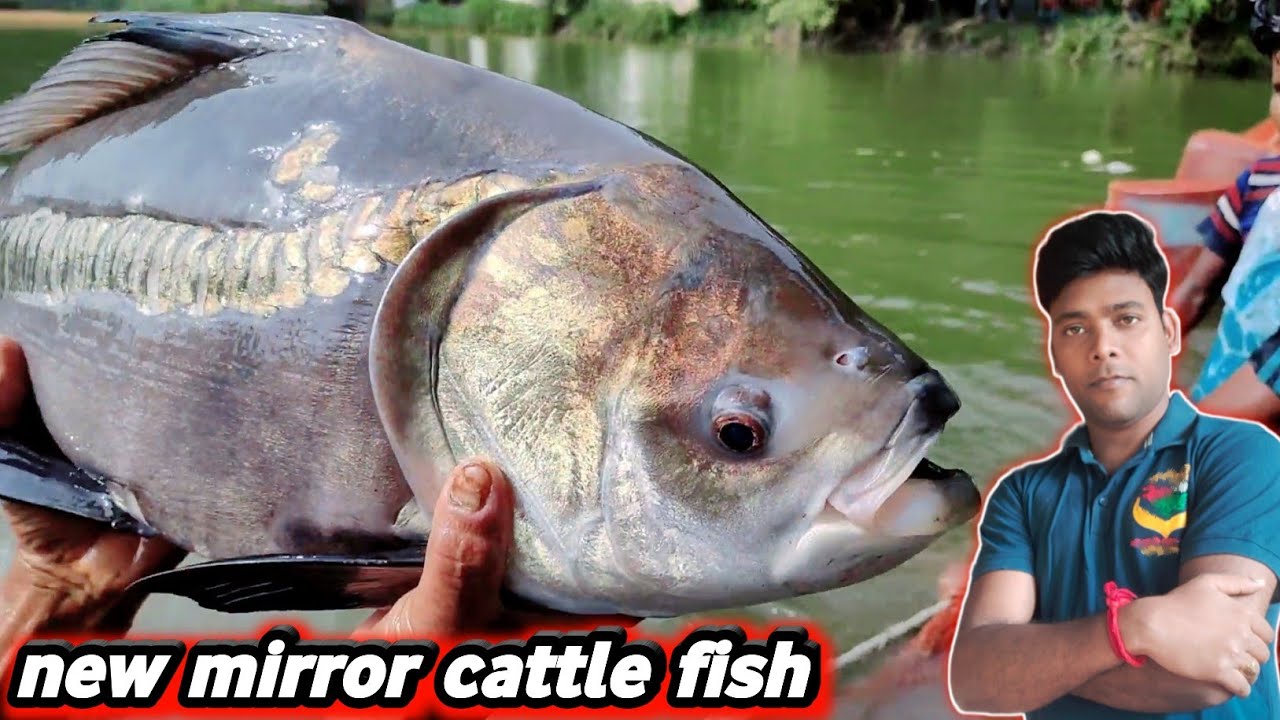 new variety mirror catla fish | how to make high breed fish | katli ...