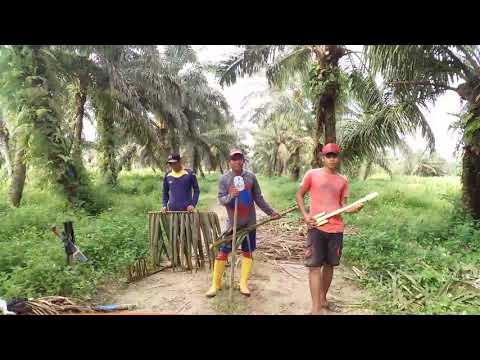 perkosa kebun sawit....