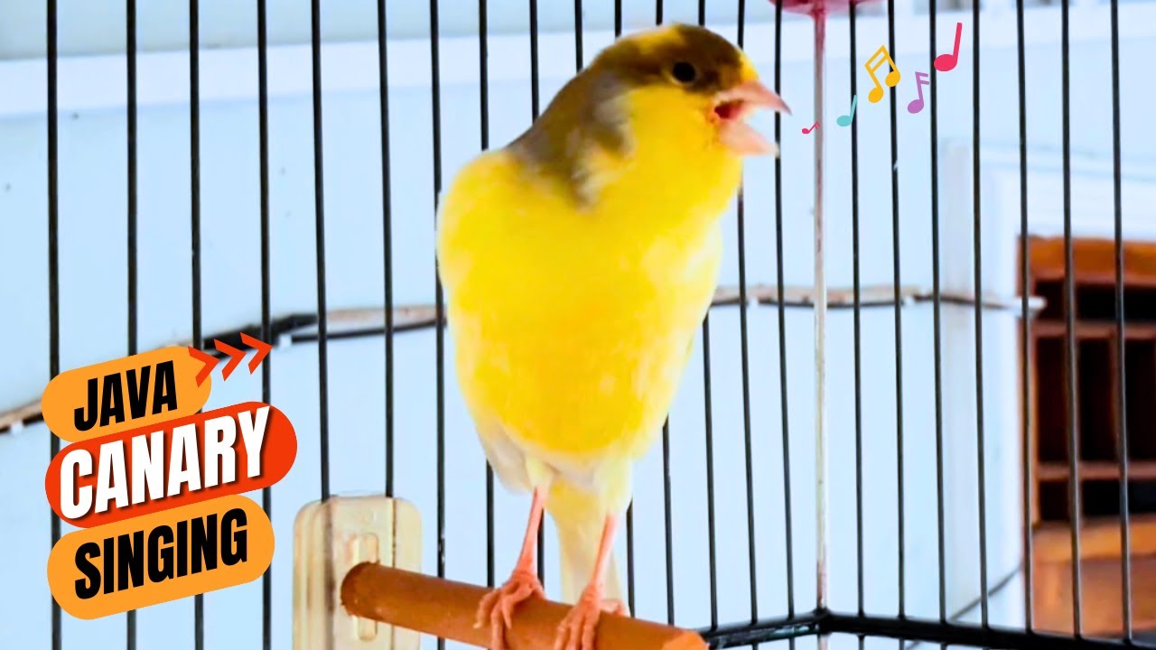 Canary Singing Bird Sounds - YouTube
