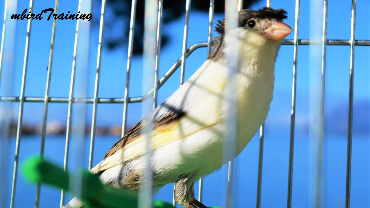 canary singing video -The BEST Spanish Timbrado song for Training your ...