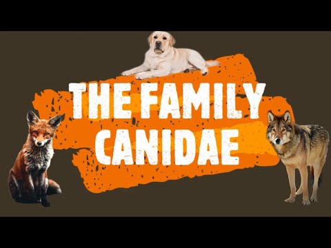 FAMILY CANIDAE - YouTube