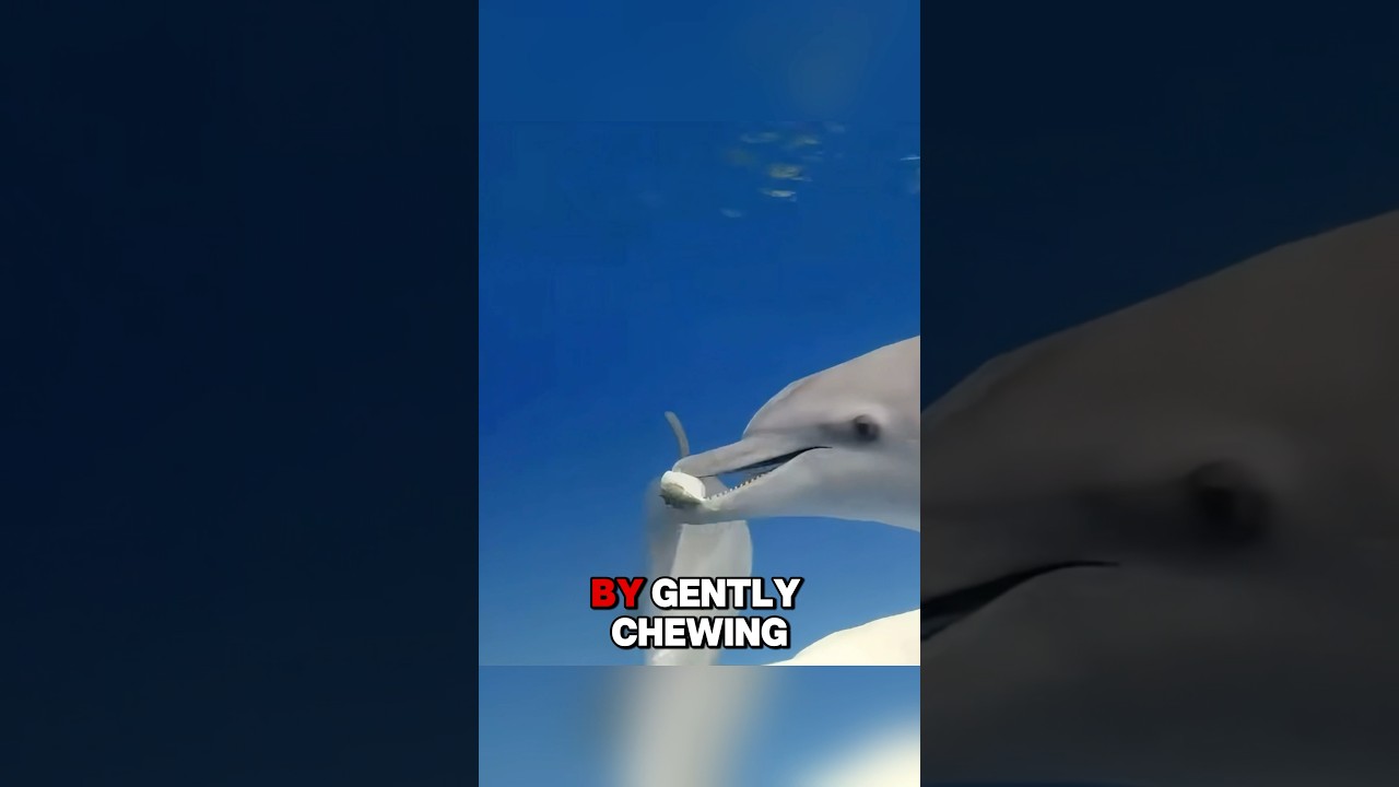 Dolphins Chew on Pufferfish to get High 🐬#dolphin #wildlife #oceanlife ...