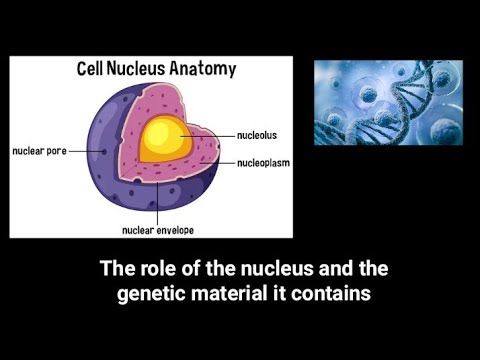 The role of the nucleus and the genetic material it contains - YouTube