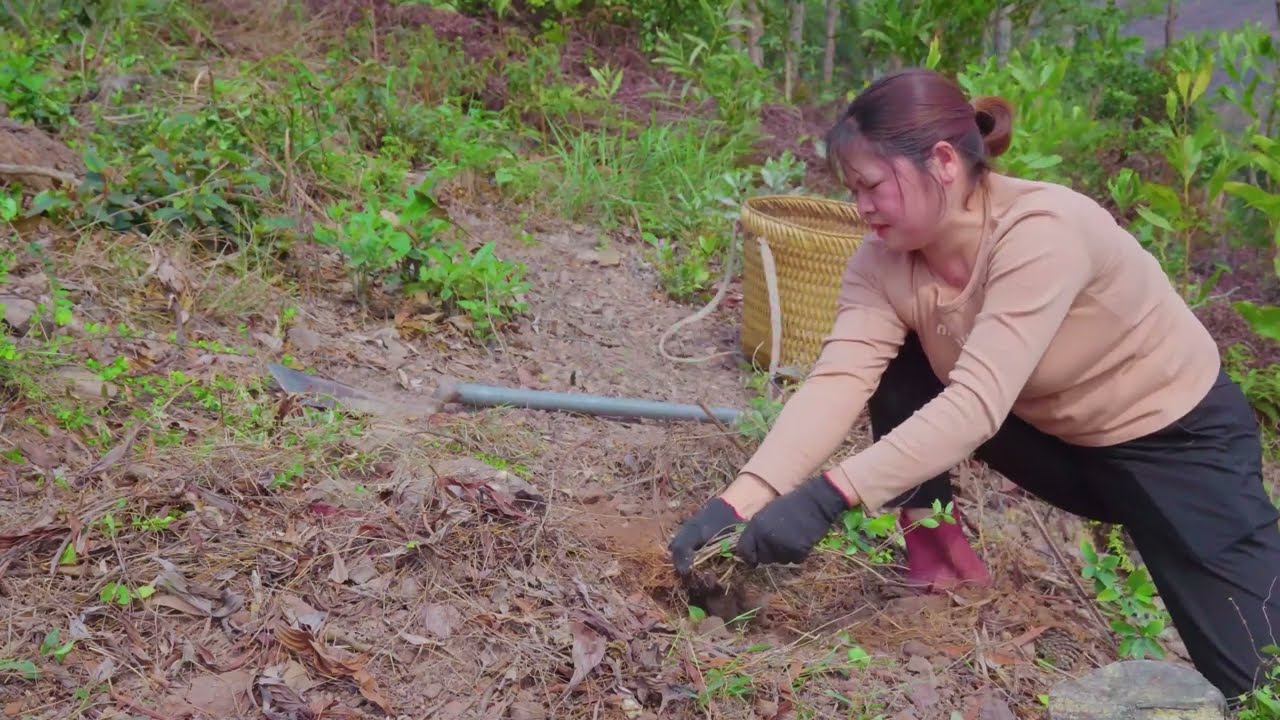 Unbelievable! Harvesting Giant Python Yam - Digging for yam, discovered a python underground ...