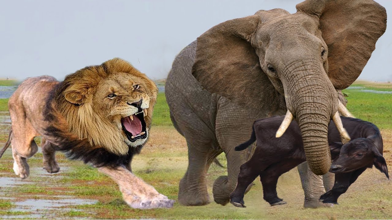 OMG!! King Lion Hunting Prey, Hero Elephant Chasing Lion To Save ...
