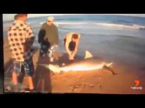 7 News Victoria Shark Fisherman Caught Out - YouTube