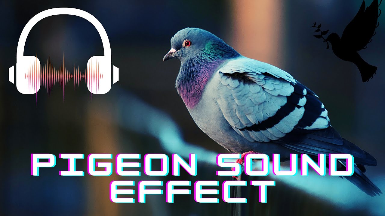 Pigeon sound effect | Pigeon sounds - YouTube