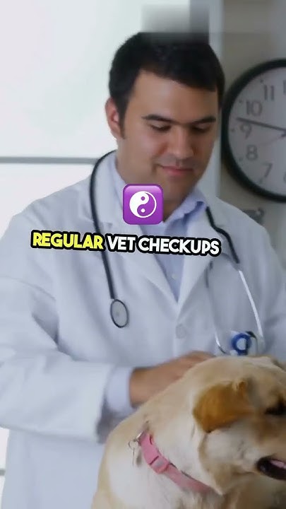 Golden Retrievers Common Health Issues Explained! #shorts - YouTube