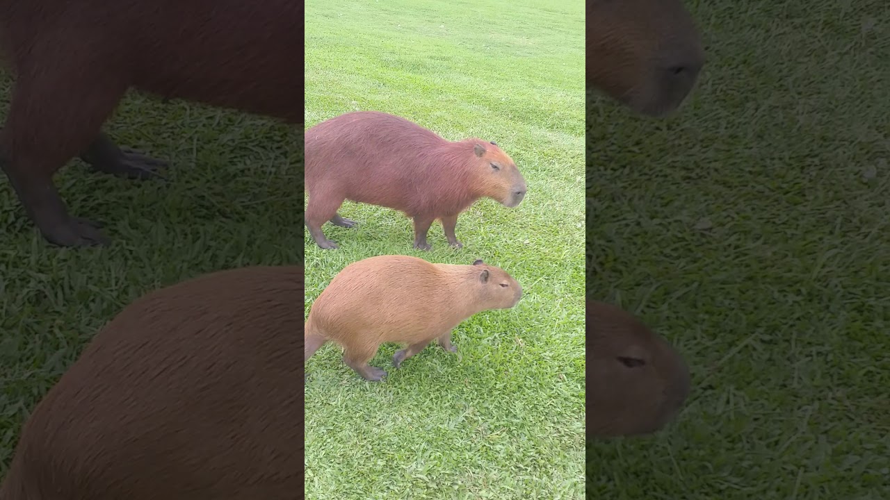 Capivaras muito mansas em Curitiba. Parque Barigui. - YouTube