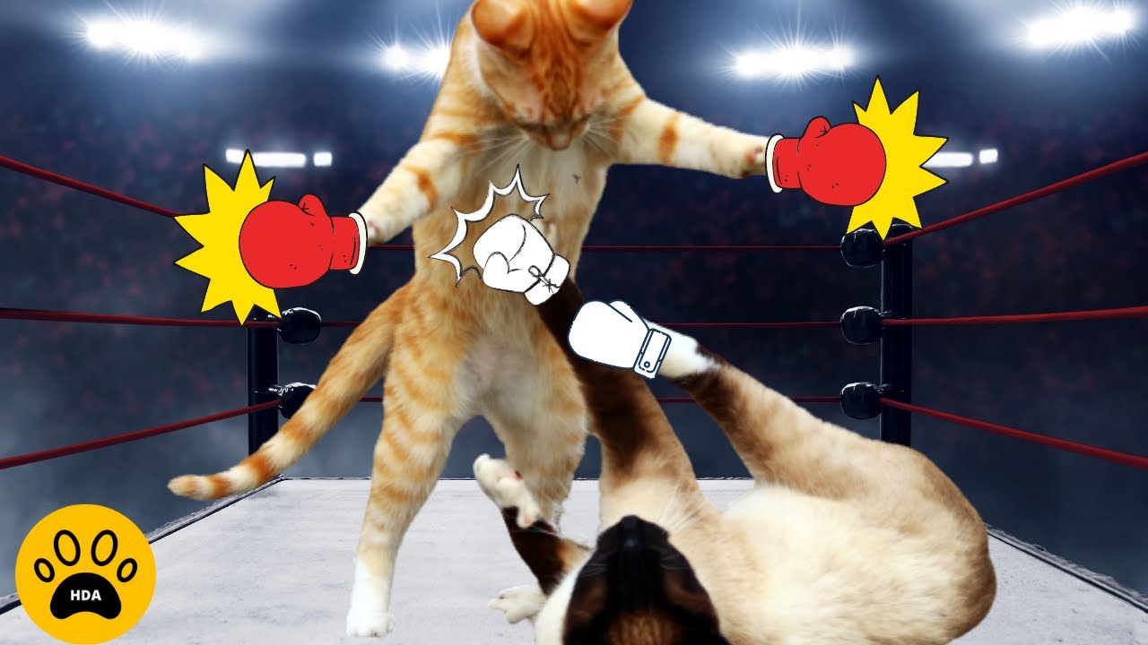 Combat de Chats 👉 Compilation de Vidéos de Bataille de chats. - YouTube