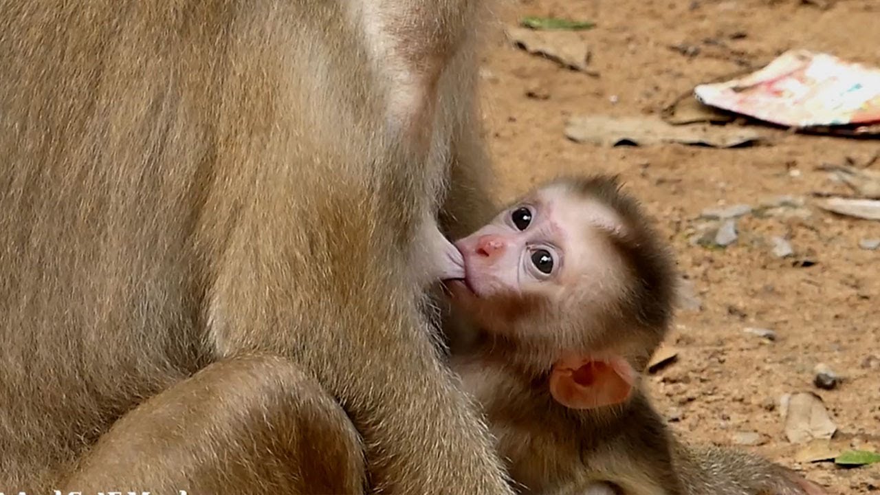 My Adorable Leo Monkey Make Me Remember His Activity. - YouTube