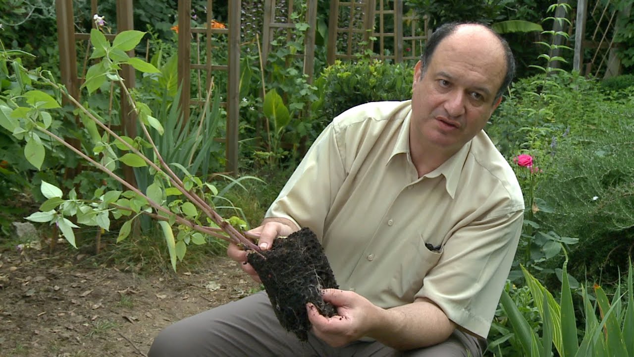 Philippe Ouaki: Le Polyter - YouTube