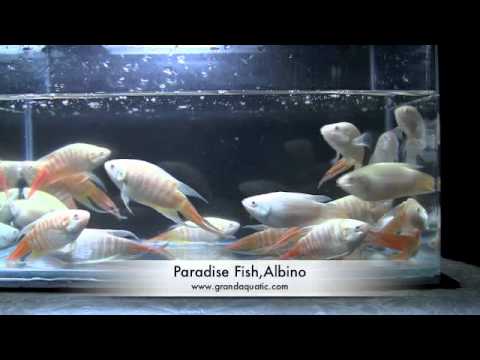 Paradise Fish , Albino / Aquarium Tropical Fish - YouTube