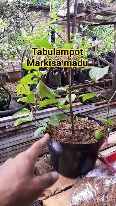 tabulampot markisa madu #hobitanam #kebunsendiri #koleksitanaman - YouTube